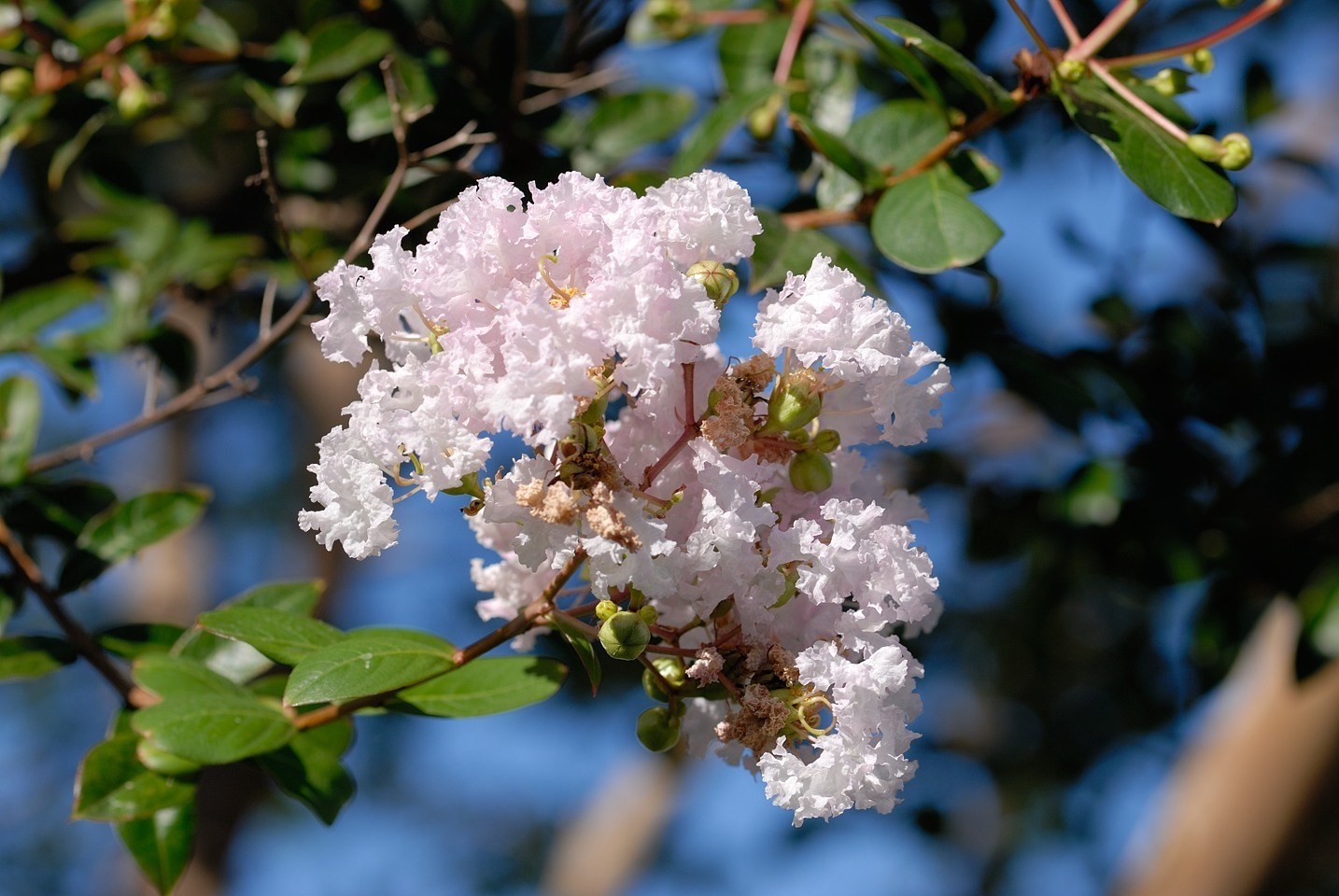 百日紅 2023: kazuのBLOG