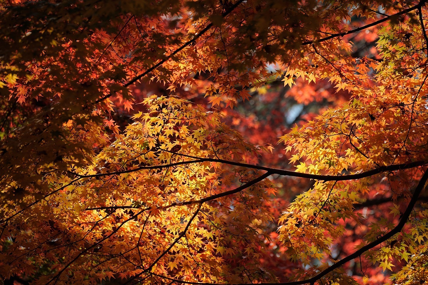 最上山公園(もみじ山) 2022: kazuのBLOG