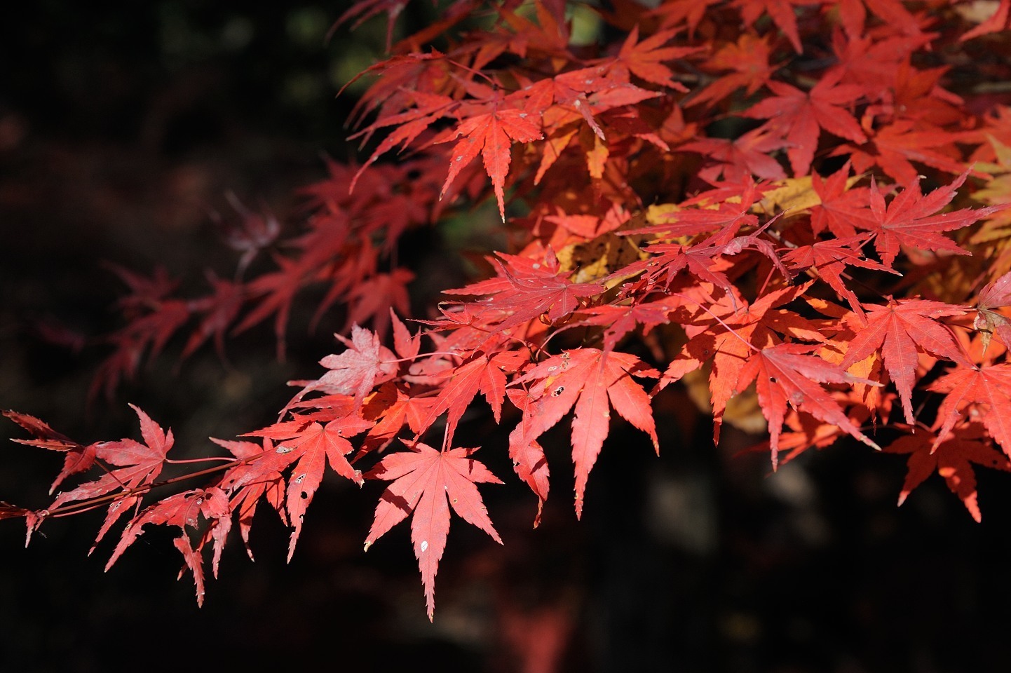 最上山公園(もみじ山) 2022: kazuのBLOG